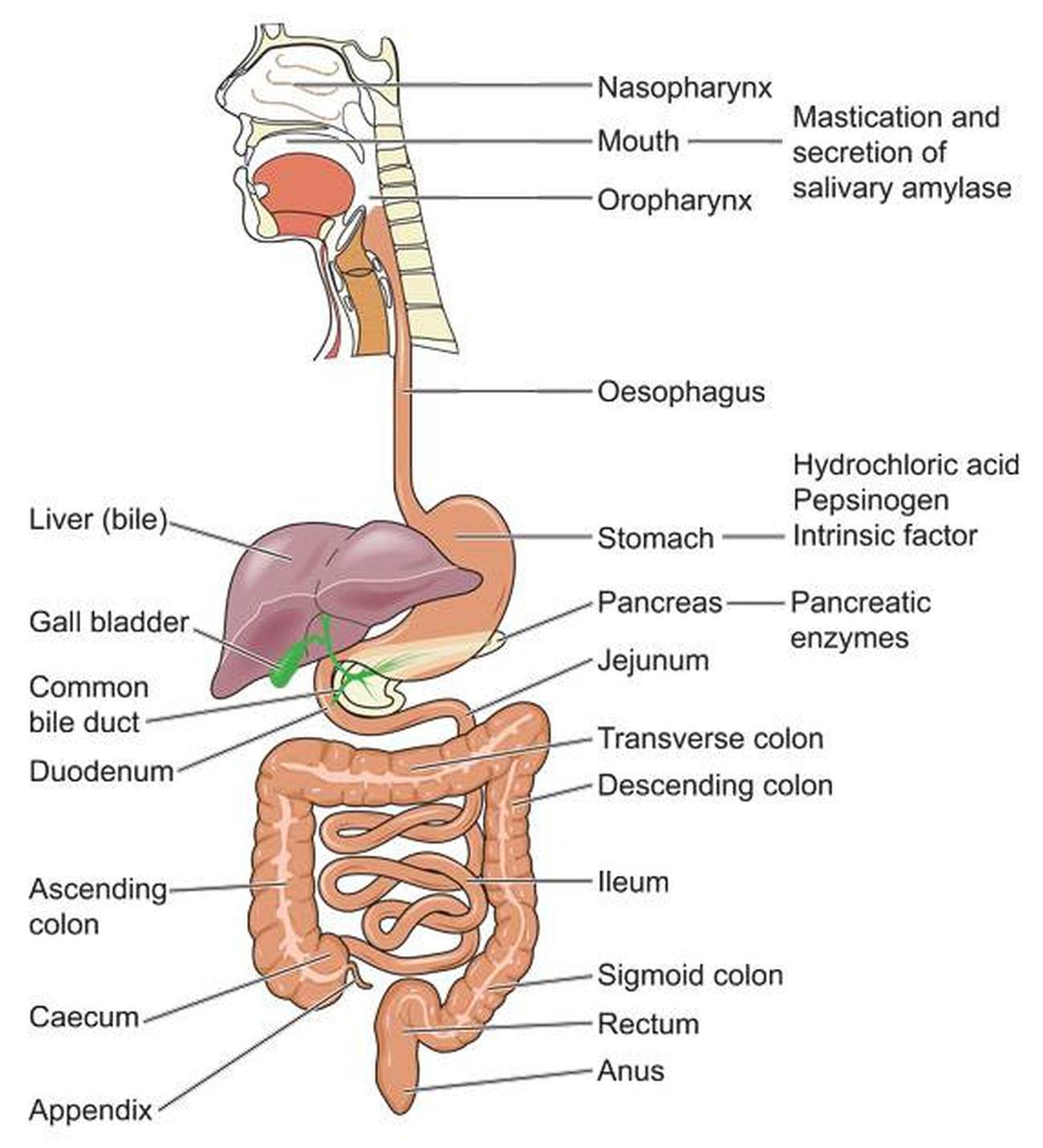 Pictures Of Alimentary CanalHealthiack