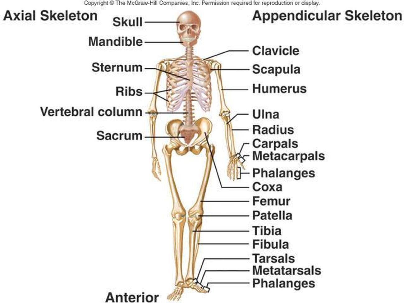 Pictures Of Axial SkeletonHealthiack