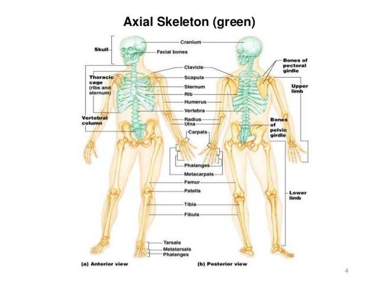 Pictures Of Axial SkeletonHealthiack