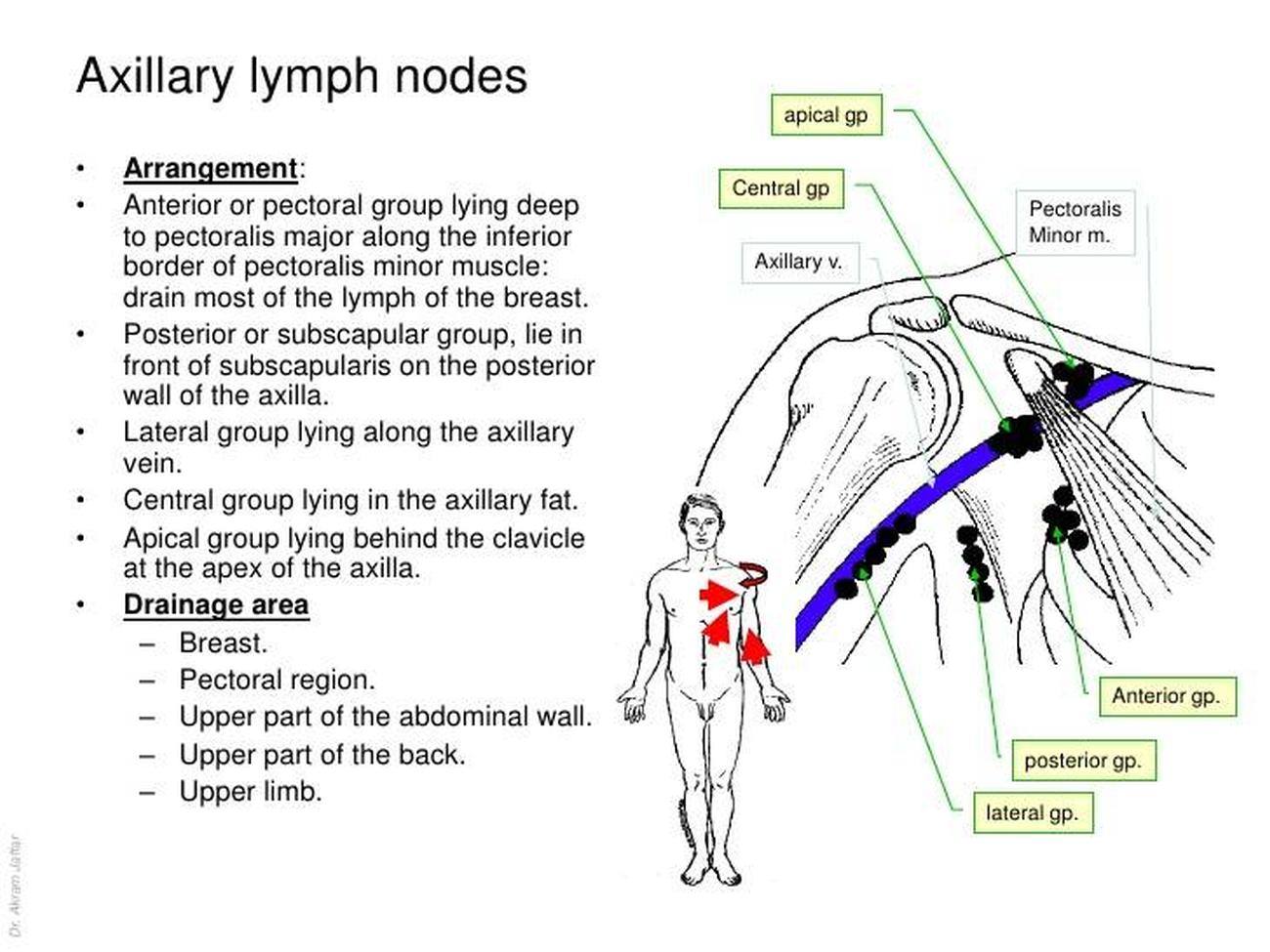 Pictures Of Axillary Lymph NodesHealthiack Pictures Of Axillary Lymph NodesHealthiack