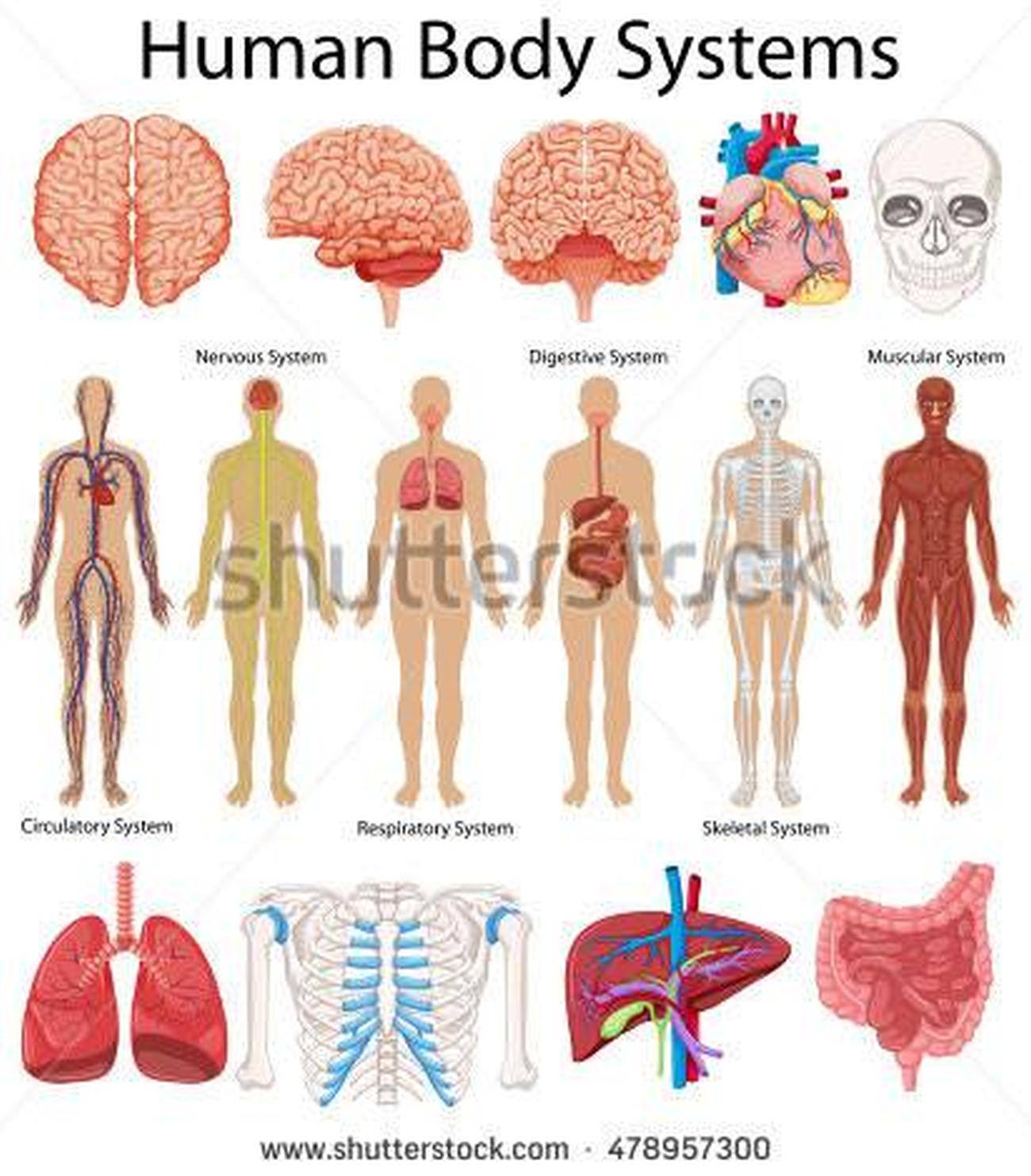 Pictures Of Body SystemsHealthiack