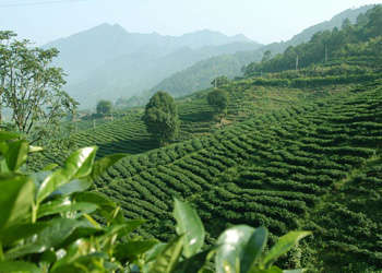 The true power of green tea