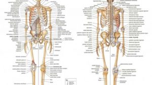 206 Bones of the body diagram