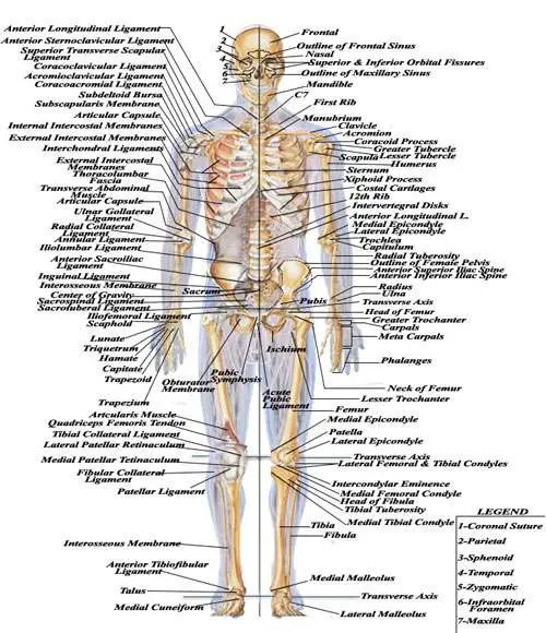 Human Body Bones Diagram Basics Of Human Skeletal System Functions 