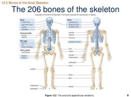 206 Bones of the body diagram