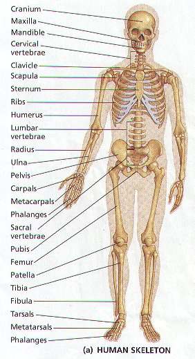 Human Body Bones Diagram City Distributers Human Bones Ggs6io6h7
