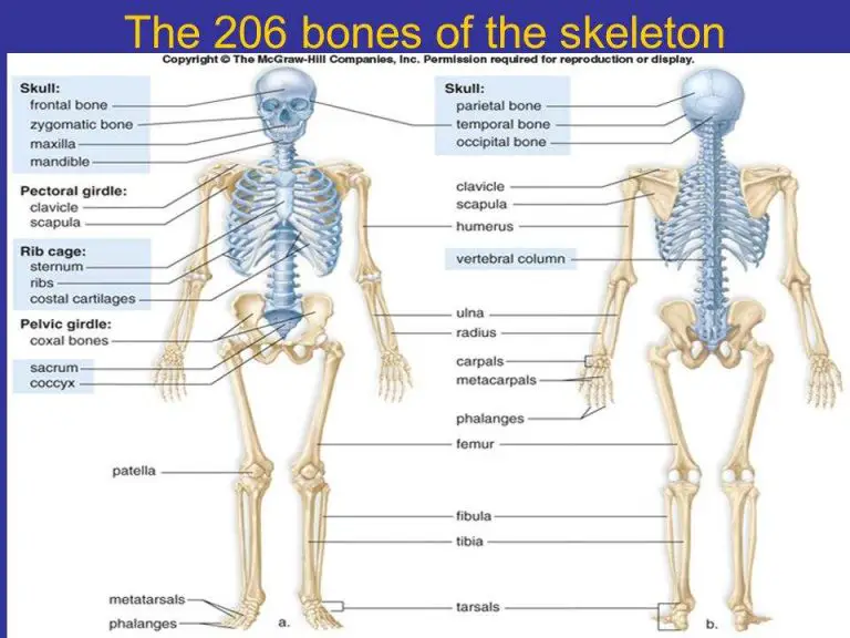 206 Bones Of The Body Diagram