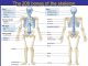 206 Bones of the body diagram