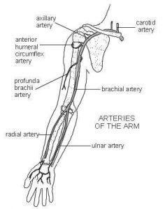 Arm Diagram