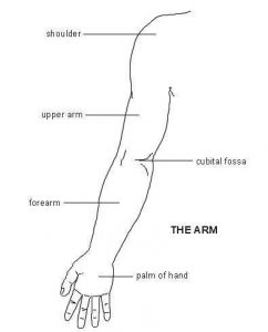 Arm Diagram