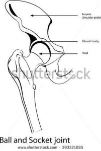 Ball And Socket Joint Diagram