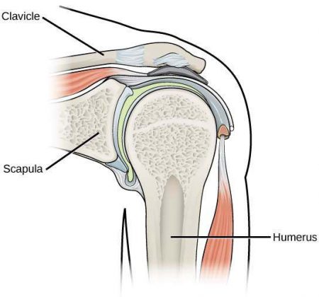 Ball And Socket Joint Diagram