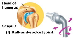 Ball And Socket Joint Diagram