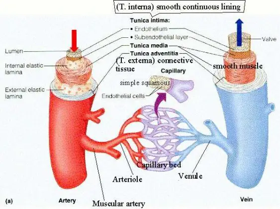 Blood vessels diagram