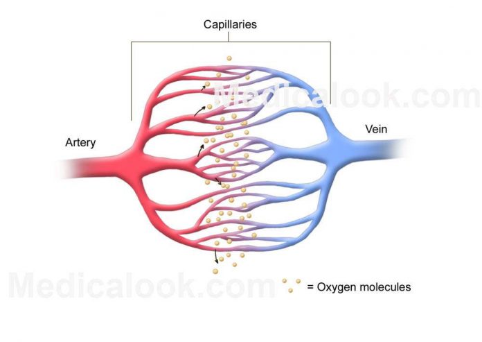 Blood vessels diagram
