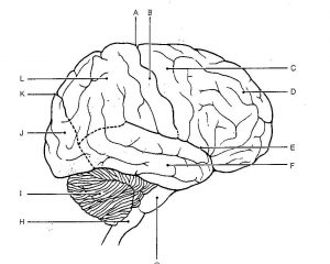 Brain diagram blank
