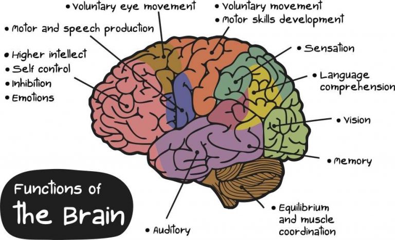 Diagram of brain