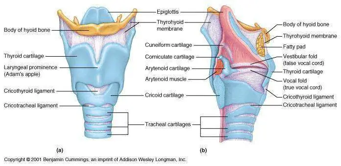 Diagram of larynx