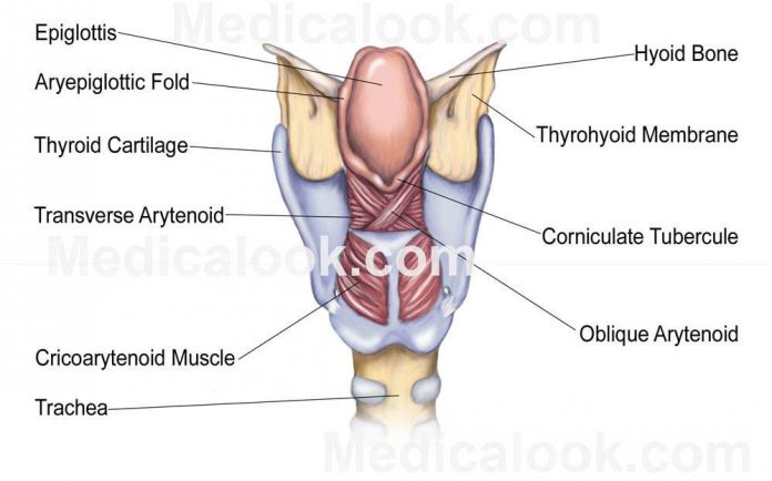 Diagram of larynx