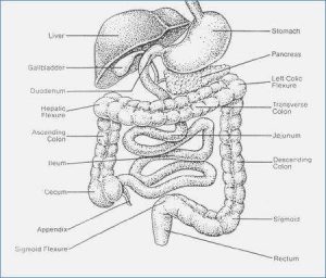 Diagram of small intestine