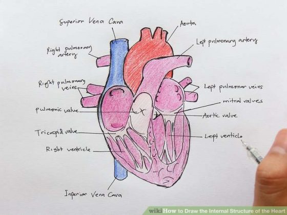 Labeled Diagram Of The Heart