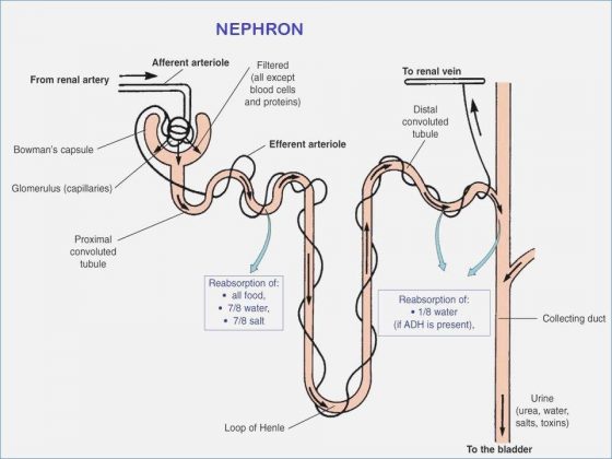 Diagram of the nephron