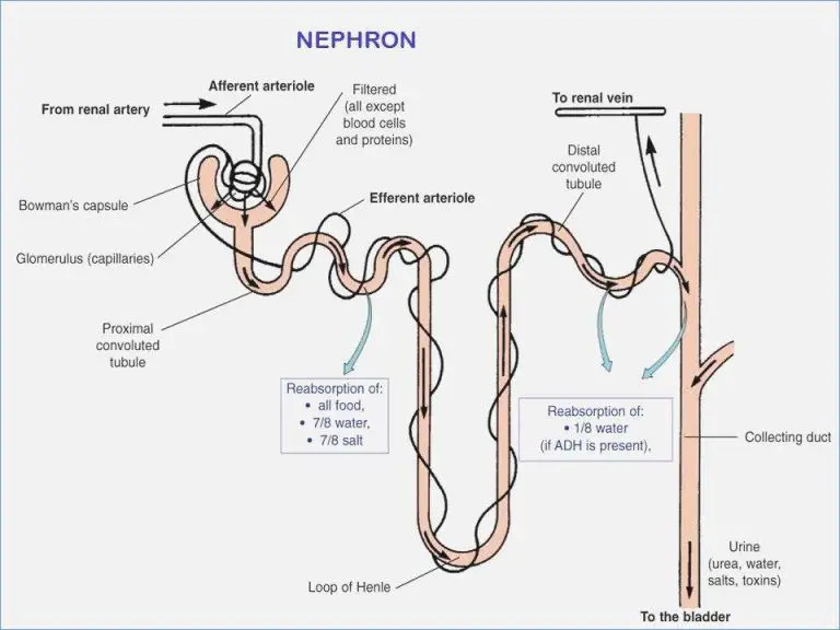 Diagram of the nephron