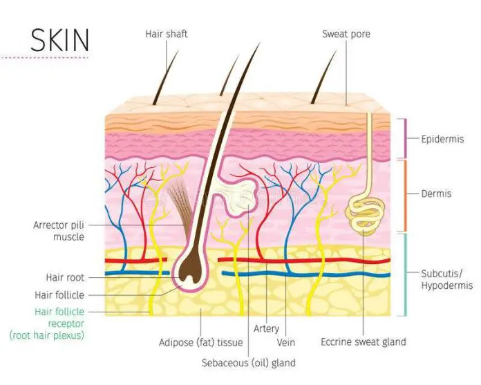 Diagram of the skin