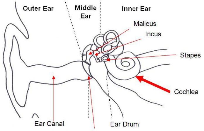 Ear diagram simple