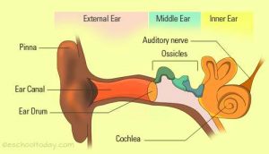 Ear diagram simple