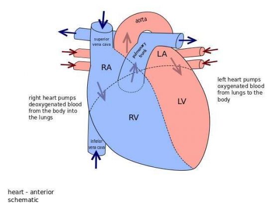 Easy heart diagram