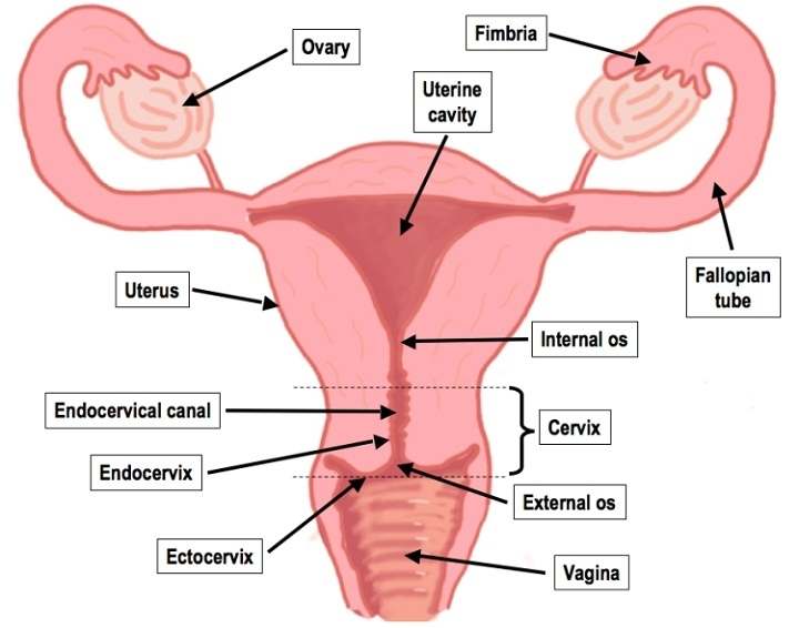 Female Reproductive System Diagram