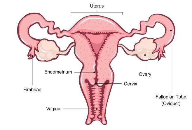 Female Reproductive System Diagram Labeled