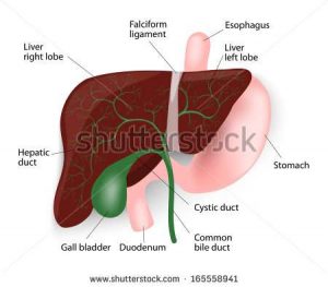 Gallbladder diagram