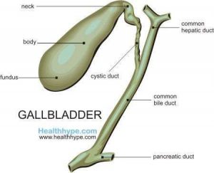 Gallbladder diagram