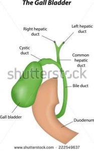 Gallbladder diagram