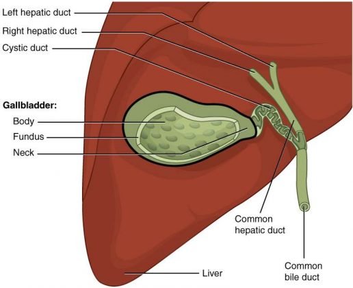Gallbladder diagram