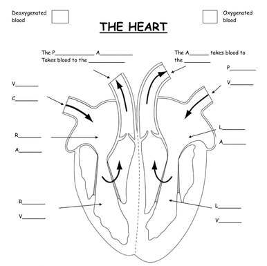 Heart easy diagram | Healthiack