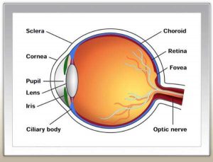 Human eye diagram