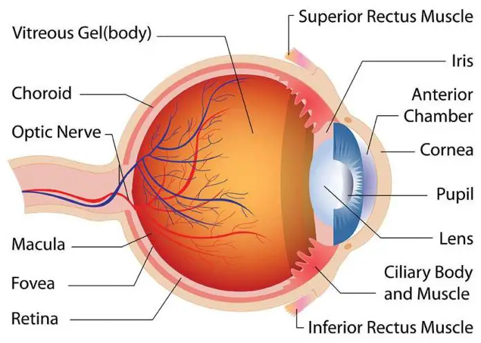Human eye diagram