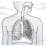 Human respiratory system diagram | Healthiack