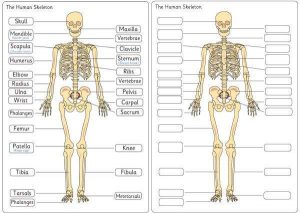 Human skeleton diagram