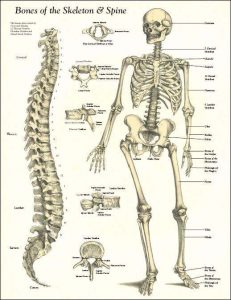 Human skeleton diagram