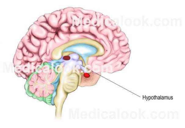 Hypothalamus diagram