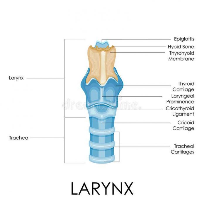 Larynx diagram