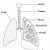Lungs diagram | Healthiack