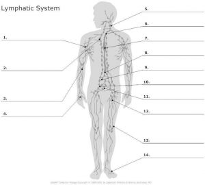 Lymphatic system diagram