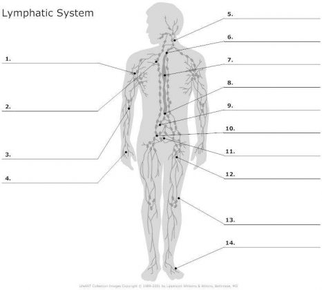 Lymphatic system diagram