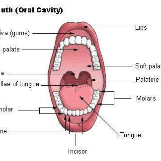 Mouth diagram | Healthiack