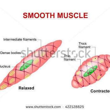 Muscle cell diagram | Healthiack